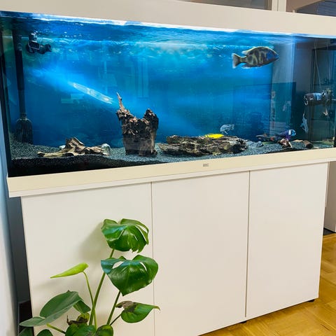 akvarium Jewel, 180 | Blocket