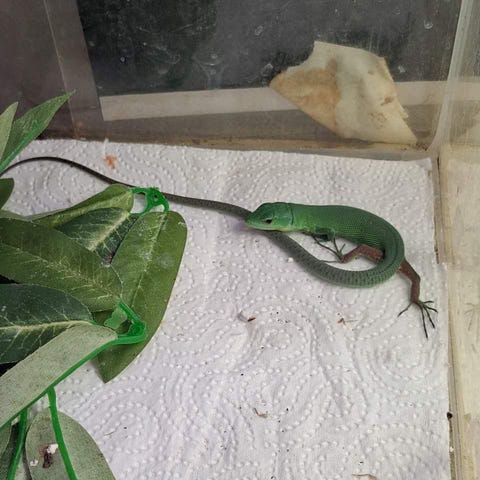 Pacman groda | Blocket