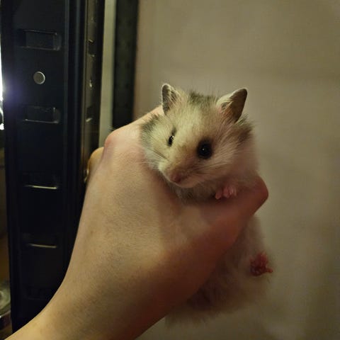 Guldhamstrar | Blocket