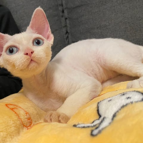 Devon rex | Blocket