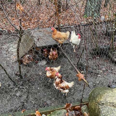 Brahma höns | Blocket