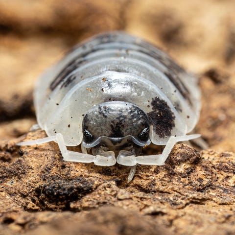 Gråsuggor Dairy cow | Blocket