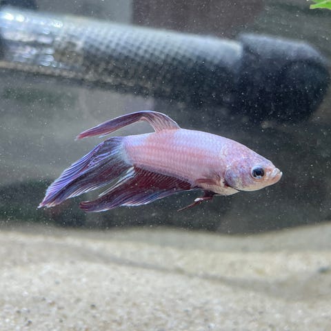 Betta-fisk (Kampfisk) | Blocket