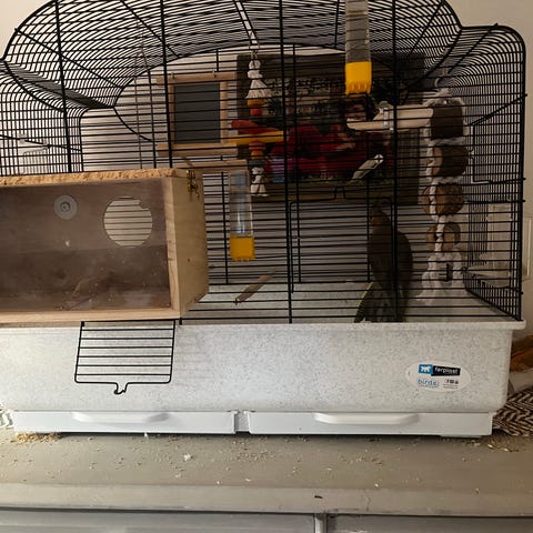 Nymfparakit | Blocket