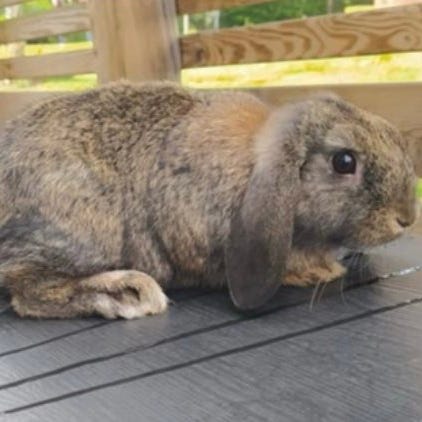 Kastrerad kanin | Blocket