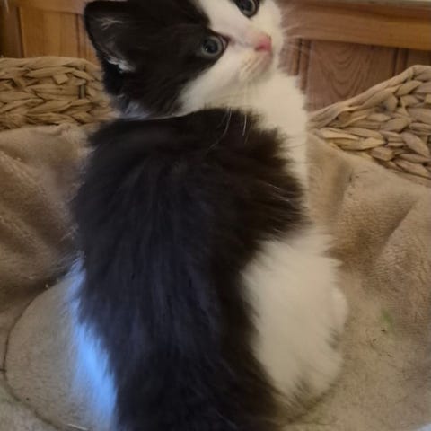 Raggdoll katt | Blocket