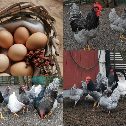 Avelsägg och kycklingar | Blocket