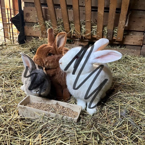 Guldhamster, hona, 9 mån | Blocket