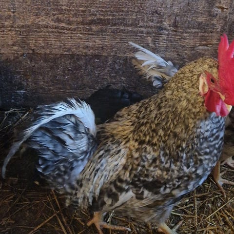 Brahma höns | Blocket