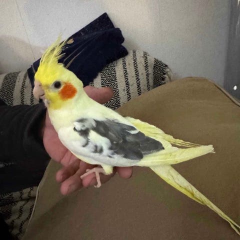 Nymfparakit | Blocket