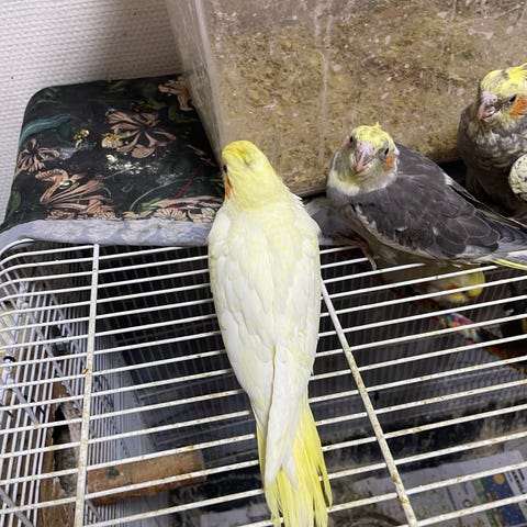 Nymfparakit | Blocket