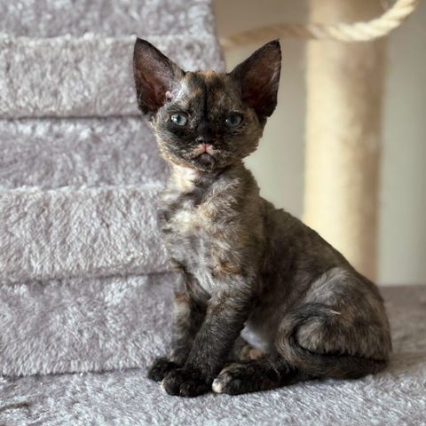Devon Rex med stamtavla | Blocket