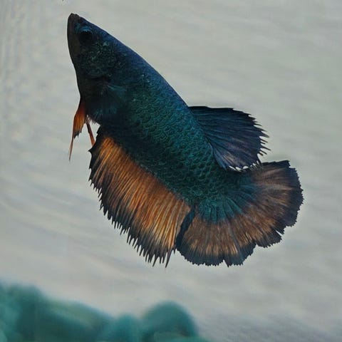 Betta-fisk (Kampfisk) | Blocket