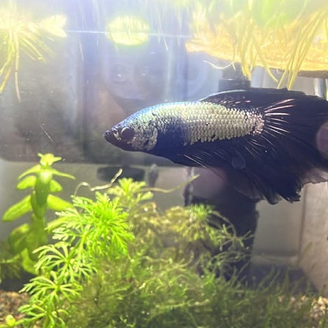 Betta-fisk (Kampfisk) | Blocket