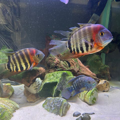 Guld Gourami fisk, 2st | Blocket