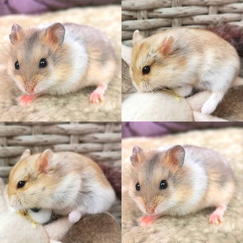 Guldhamster hona född 27/3 | Blocket