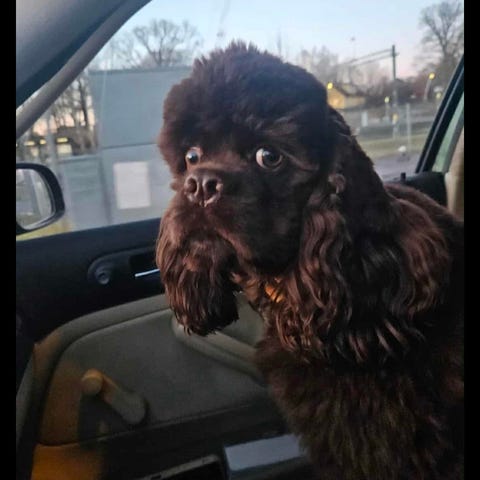 Amerikansk cocker spaniel valp hane | Blocket