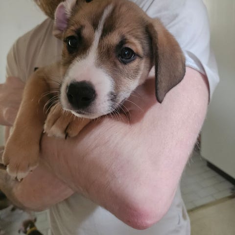 Amerikansk cocker spaniel valp hane | Blocket