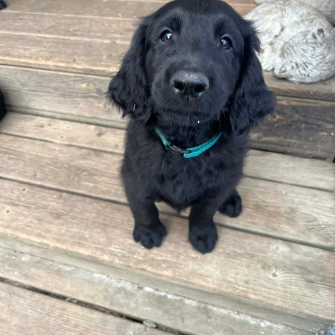 Amerikansk cocker spaniel valp hane | Blocket