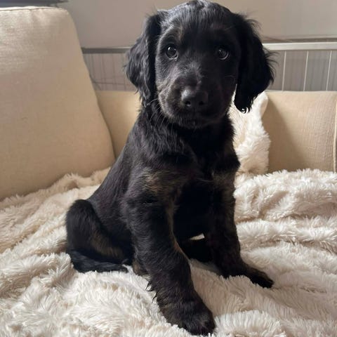 Engelsk Cocker Spaniel | Blocket