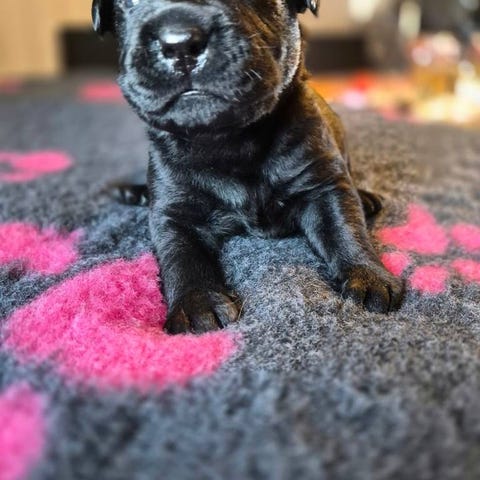 Engelsk Cocker Spaniel | Blocket