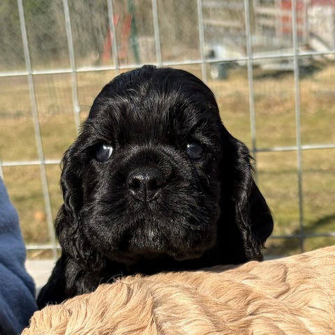 Amerikansk cocker spaniel valp hane | Blocket