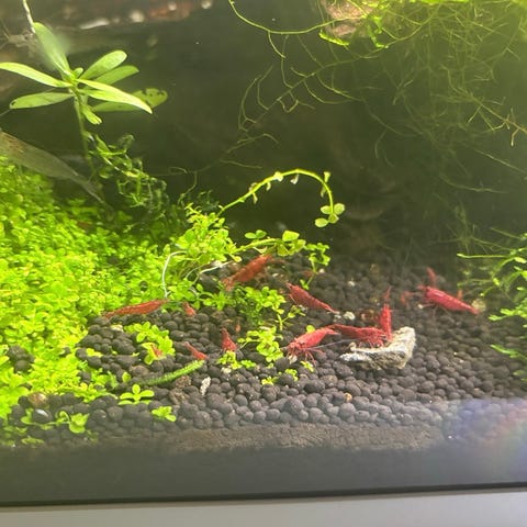 Räkor Caridina crystal red | Blocket
