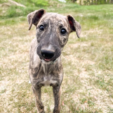 Whippet han valpar | Blocket