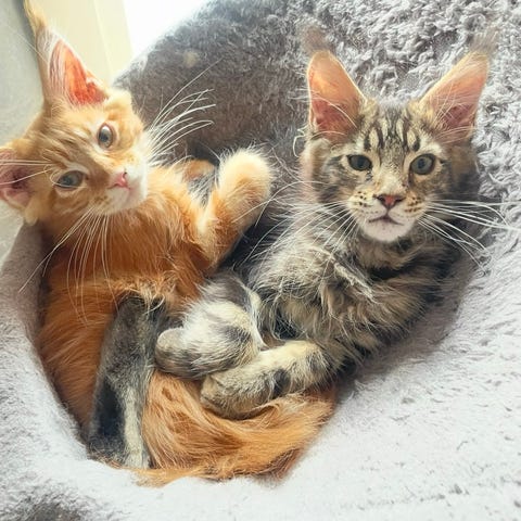 Ljuvliga maine coon bebisar | Blocket