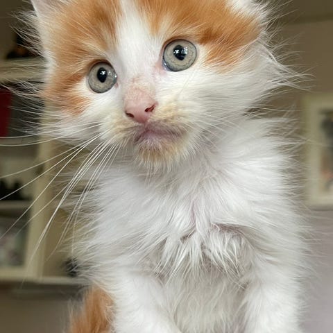 Ljuvliga maine coon bebisar | Blocket