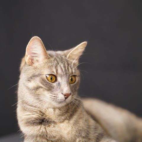 Katt Köpes | Blocket