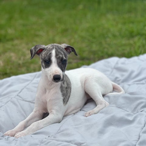 Whippet han valpar | Blocket
