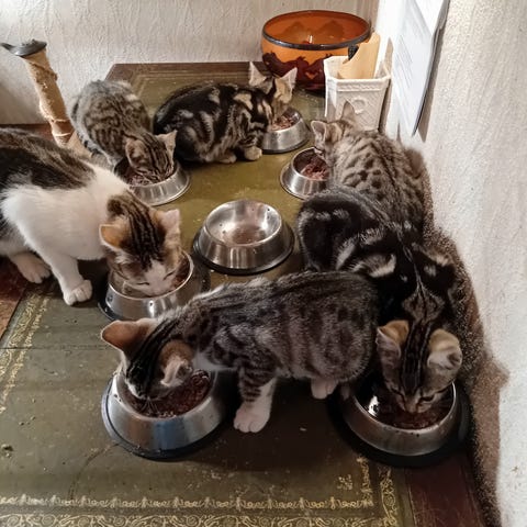Maine Coon kattungar, rasrena med stamtavla | Blocket