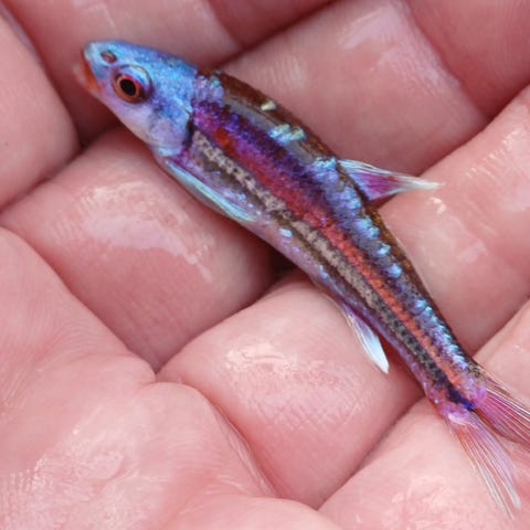 Räkor Caridina crystal red | Blocket