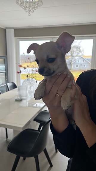 "chihuahua" | Hundar | Till salu | Blocket